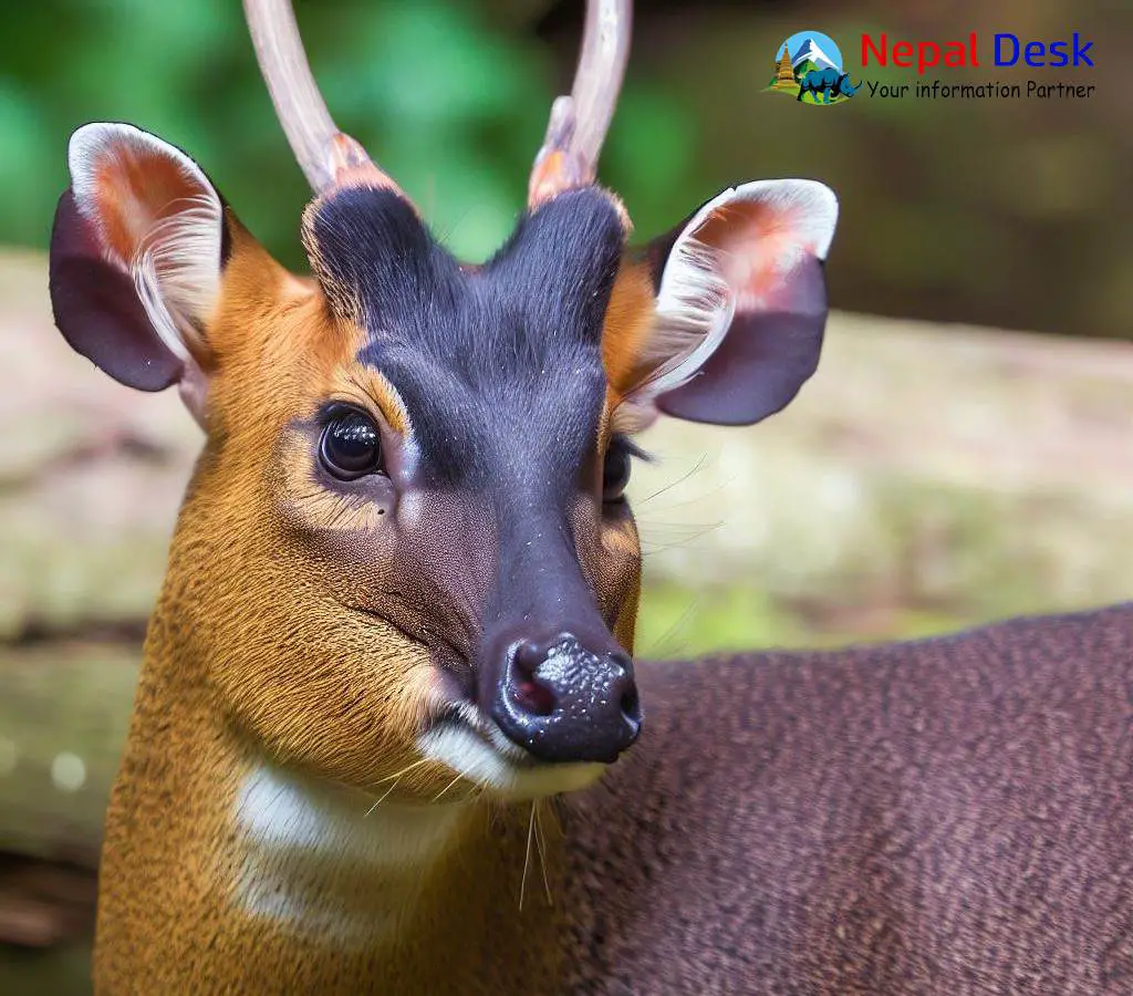 Barking Deer in Nepal: Secrets of the Elusive Muntjac | Nepal Desk