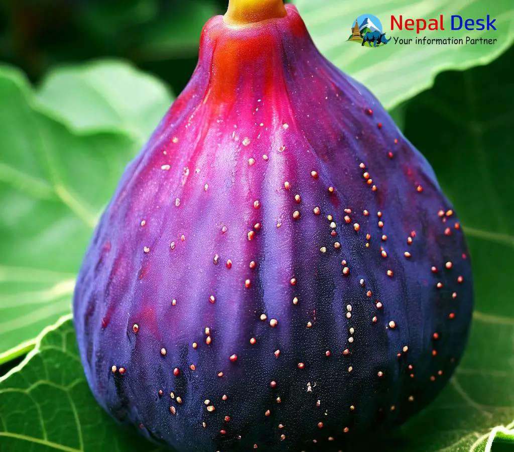 Himalayan Edelweiss | NepalDesk