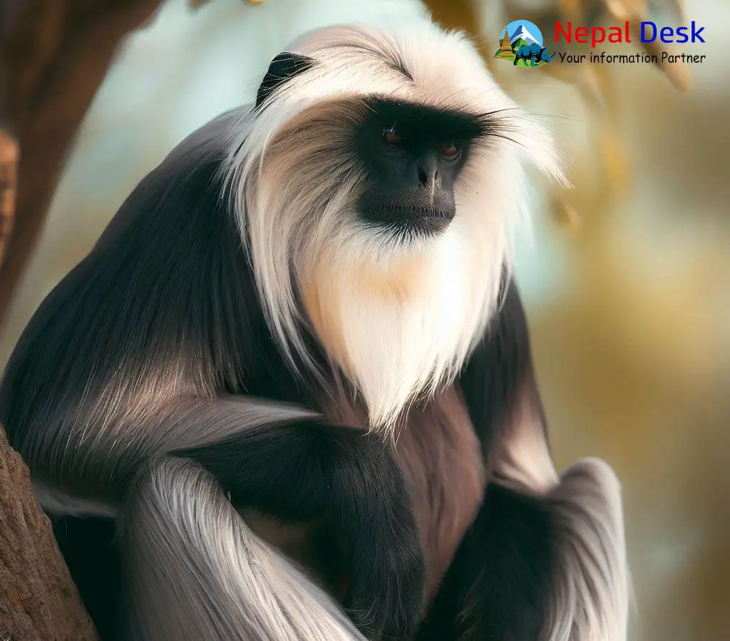 Himalayan Langur | NepalDesk