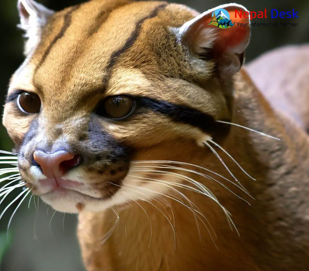 Asiatic Golden Cat | Nepal Desk