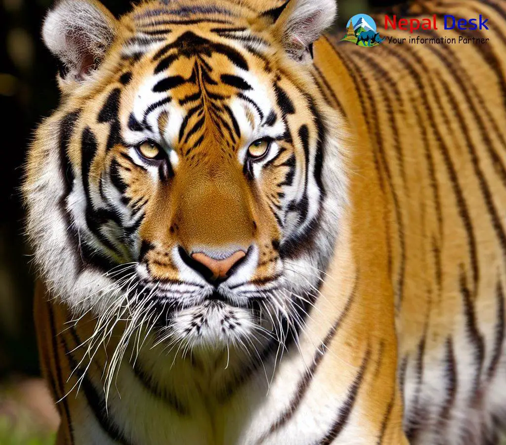 Bengal Tiger | Nepal Desk