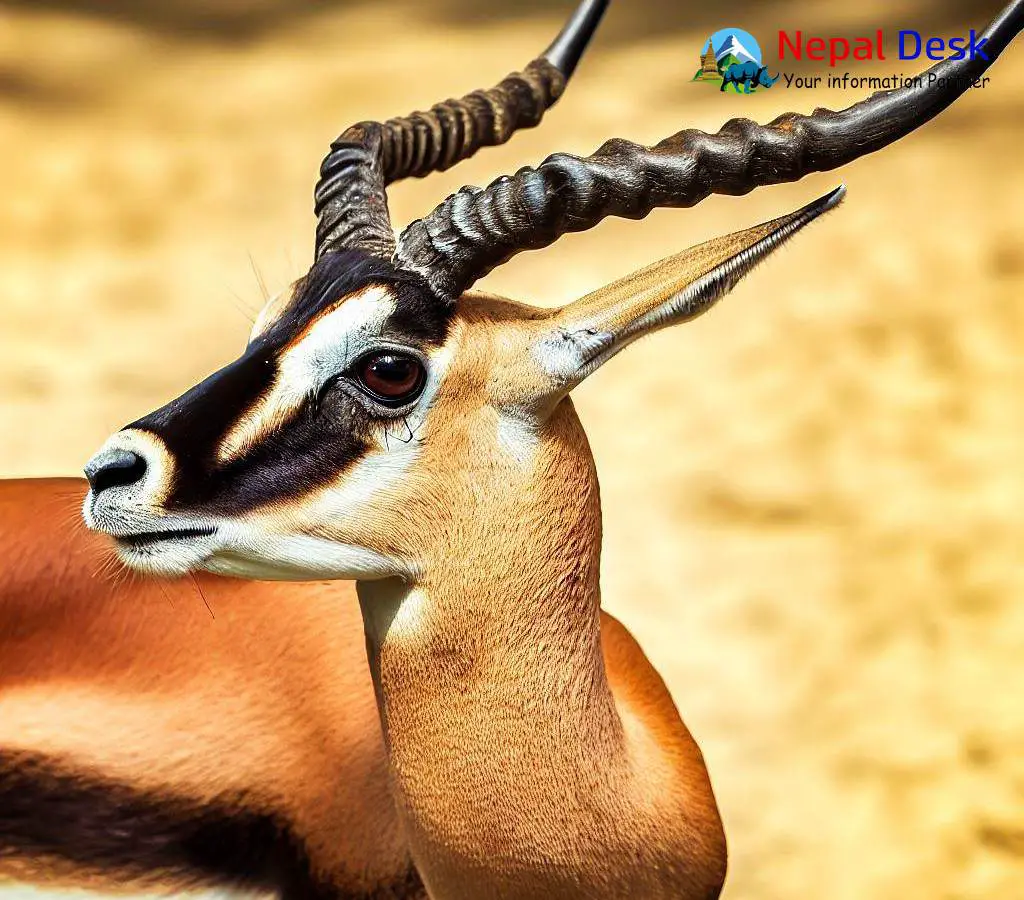 Blackbuck | Nepal Desk