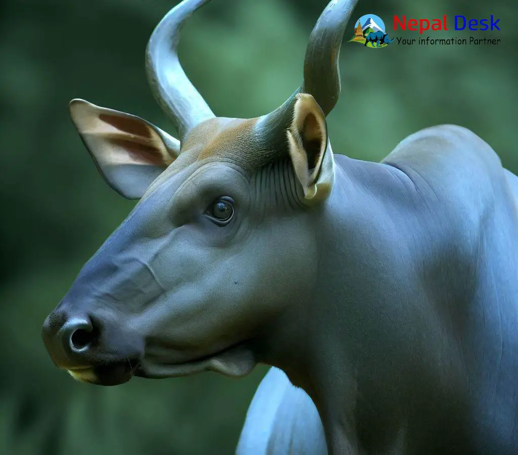 Blue Bull | Nepal Desk