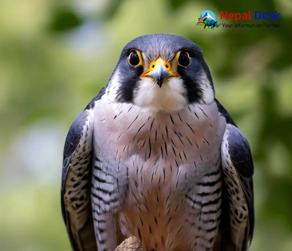 Amur Falcon: A Magnificent Migratory Bird | Nepal Desk