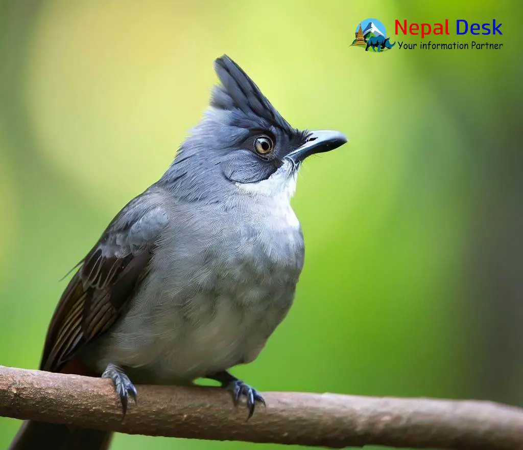 Ashy Bulbul: The Enchanting Elegance of Ash | Nepal Desk
