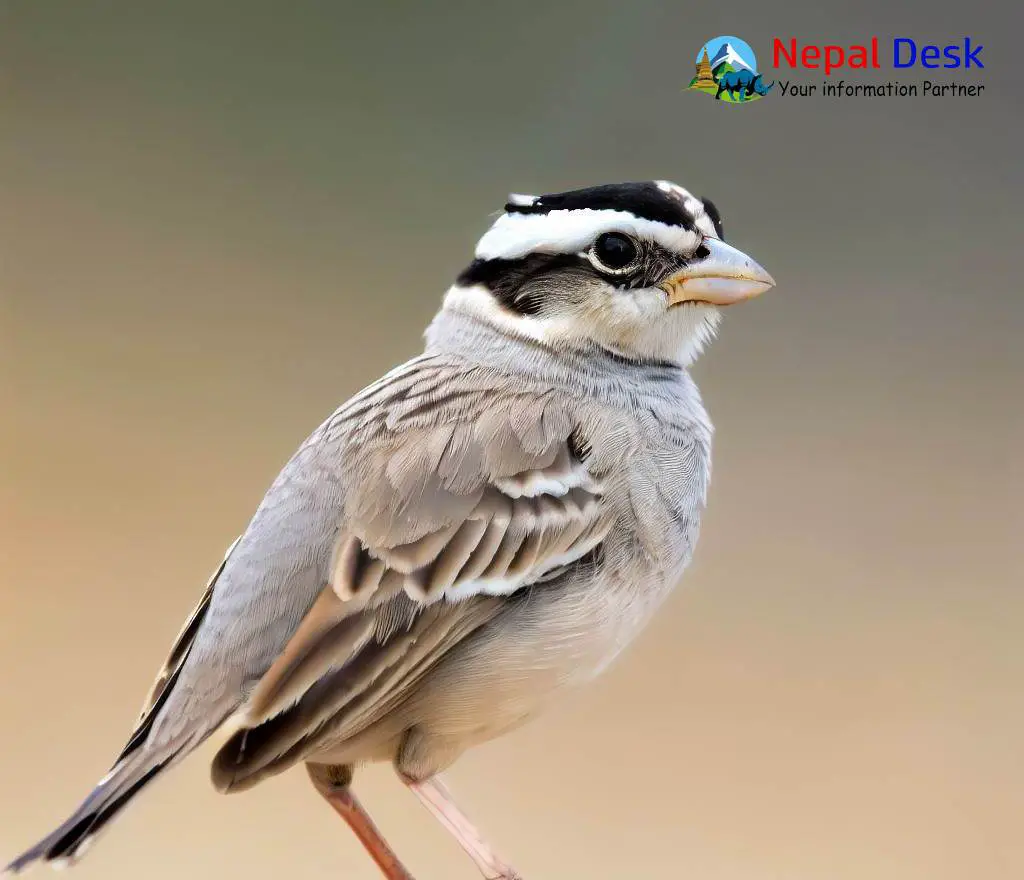 Ashy-crowned Sparrow Lark: Crowned in Subtle Beauty | Nepal Desk