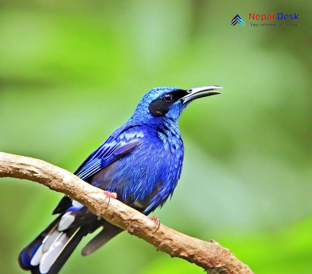 Asian Fairy-bluebird: The Enchanting Blue Guardian | Nepal Desk