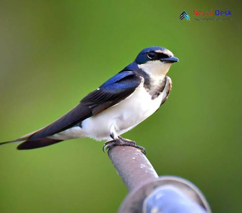 Asian House Martin: Skybound Architects | Nepal Desk