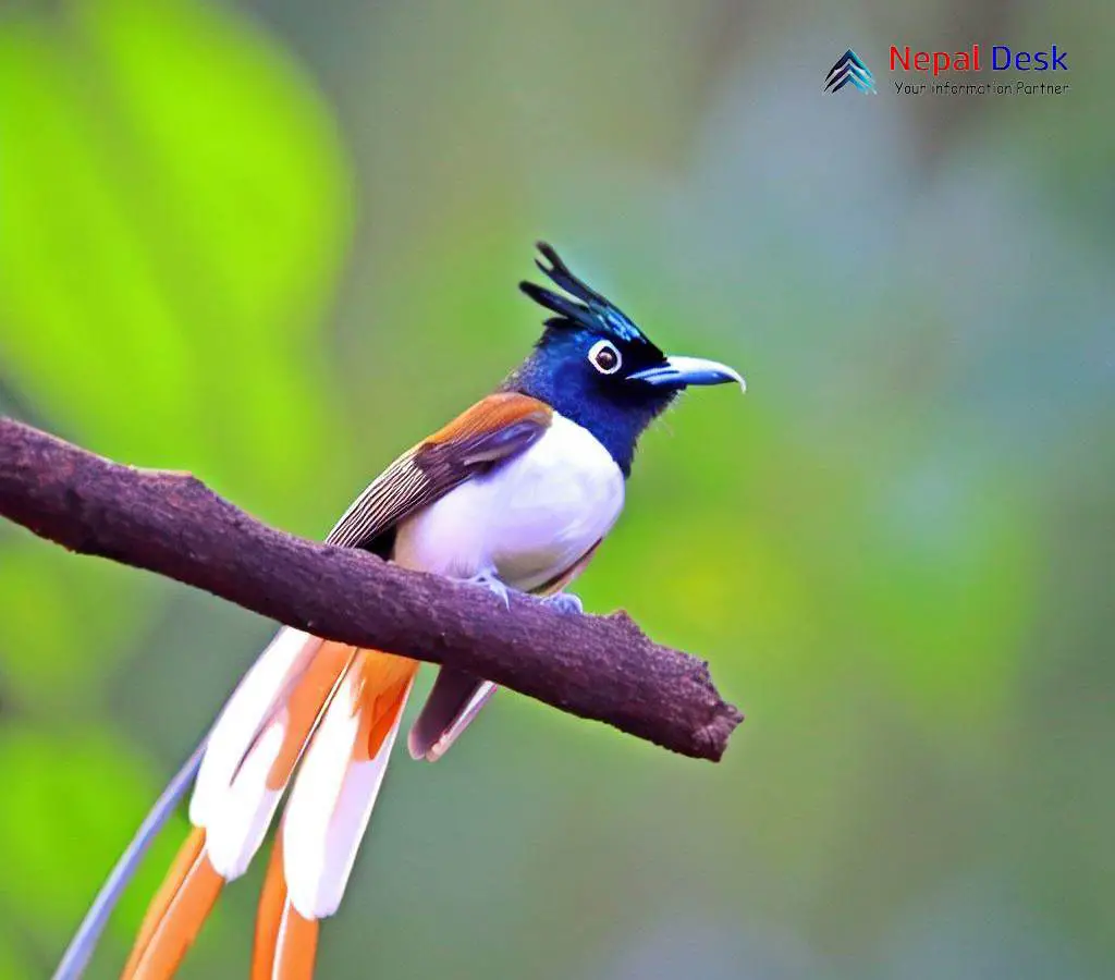Asian Paradise-Flycatcher | Nepal Desk