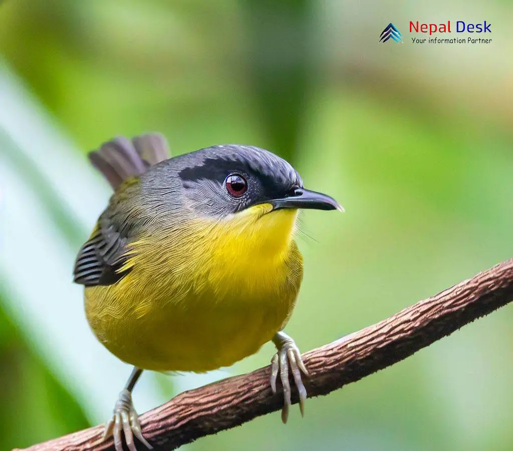 Bar-throated Minla: Colorful Chorus Conductor | Nepal Desk