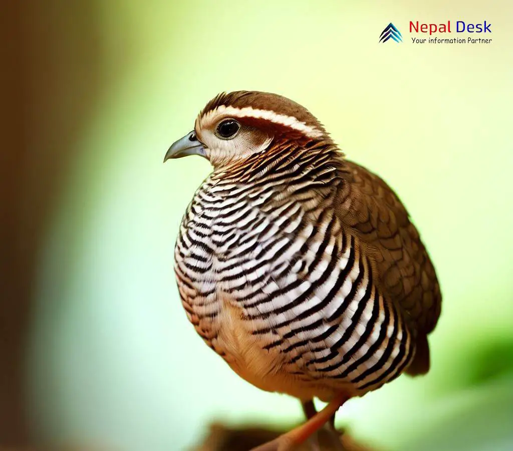 Barred Buttonquail: Ground Dwelling Enigma | Nepal Desk