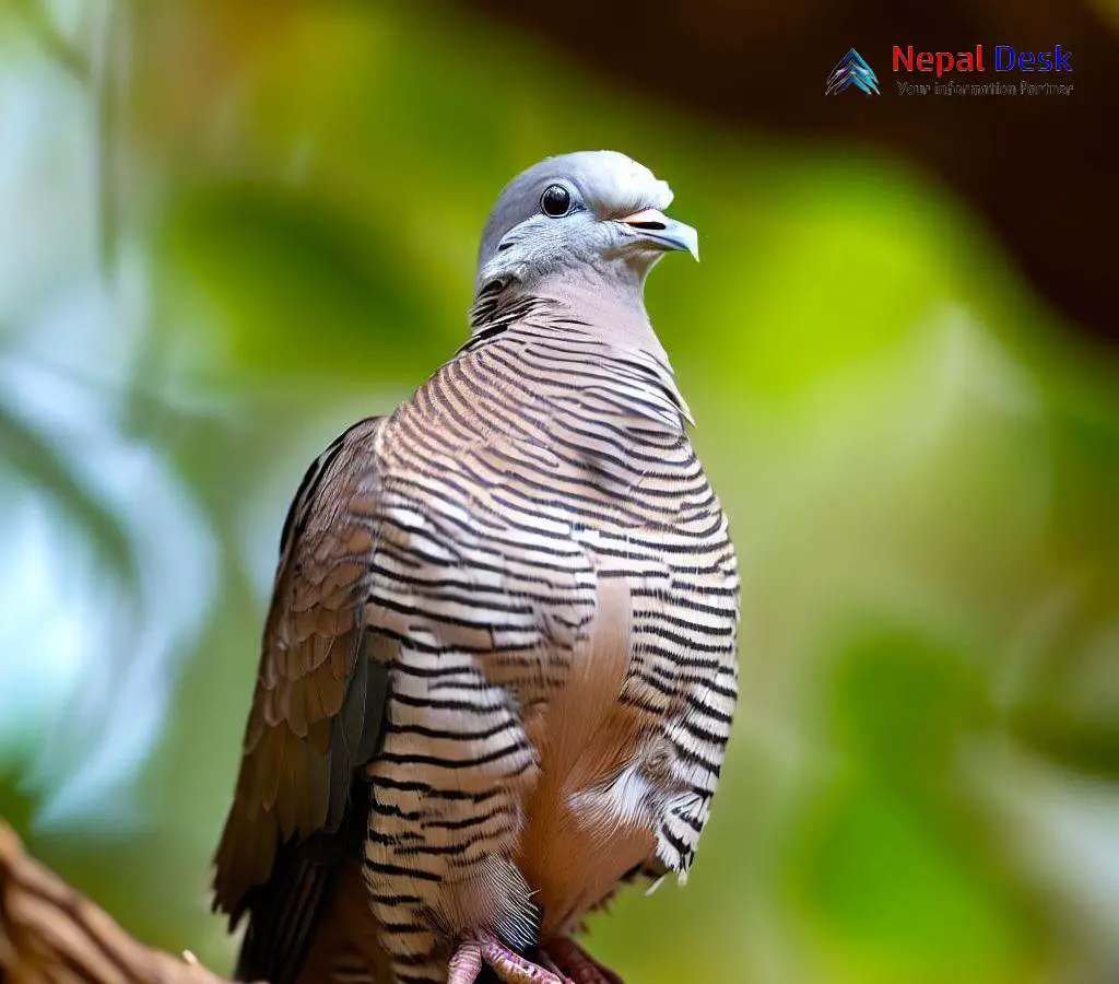 Barred Cuckoo-Dove: Majestic Forest Pianist | Nepal Desk