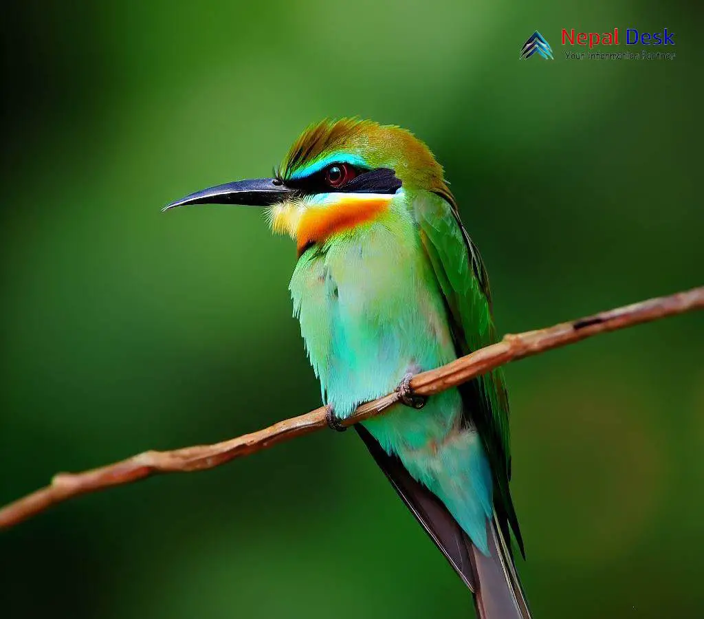 The Blue-tailed Bee-eater: An Array of Colours | Nepal Desk