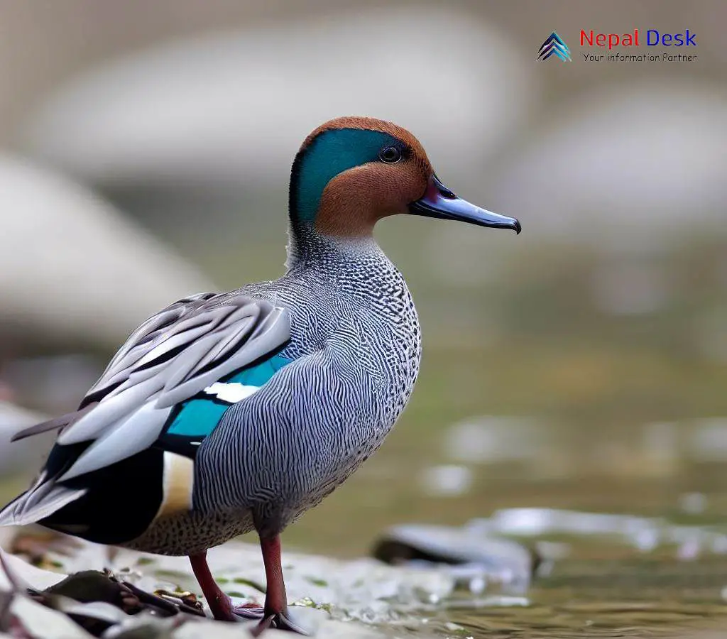 Common Teal: A Delicate Waterfowl with Striking Green Wing Patch ...