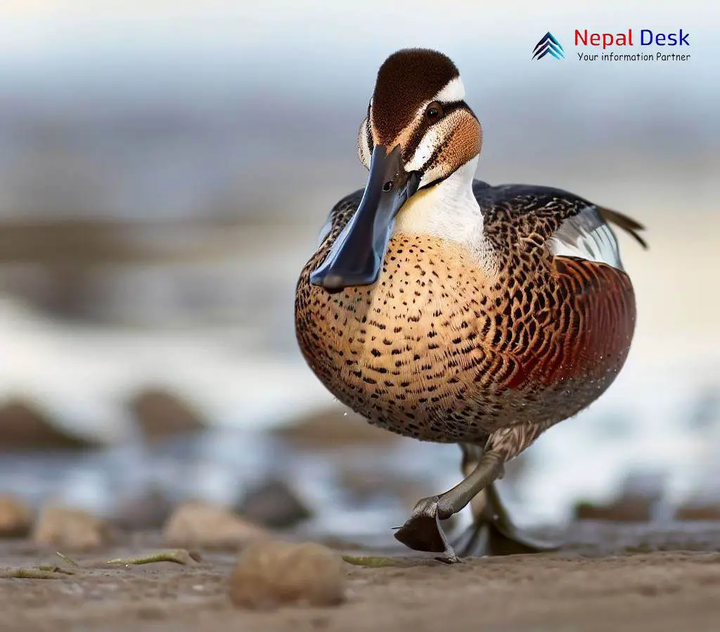 Garganey: A Splash of Grace on Tranquil Waters | Nepal Desk