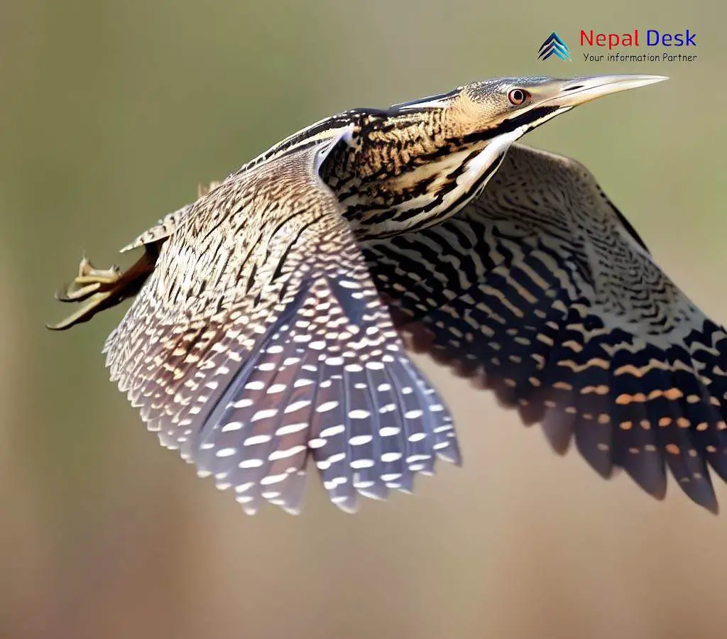 Great Bittern: Silent Majesty in Stealthy Elegance | Nepal Desk