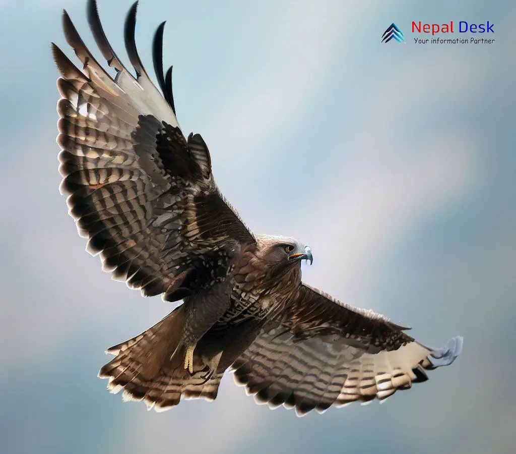 Himalayan Buzzard: Majestic Soarer of the Peaks | Nepal Desk
