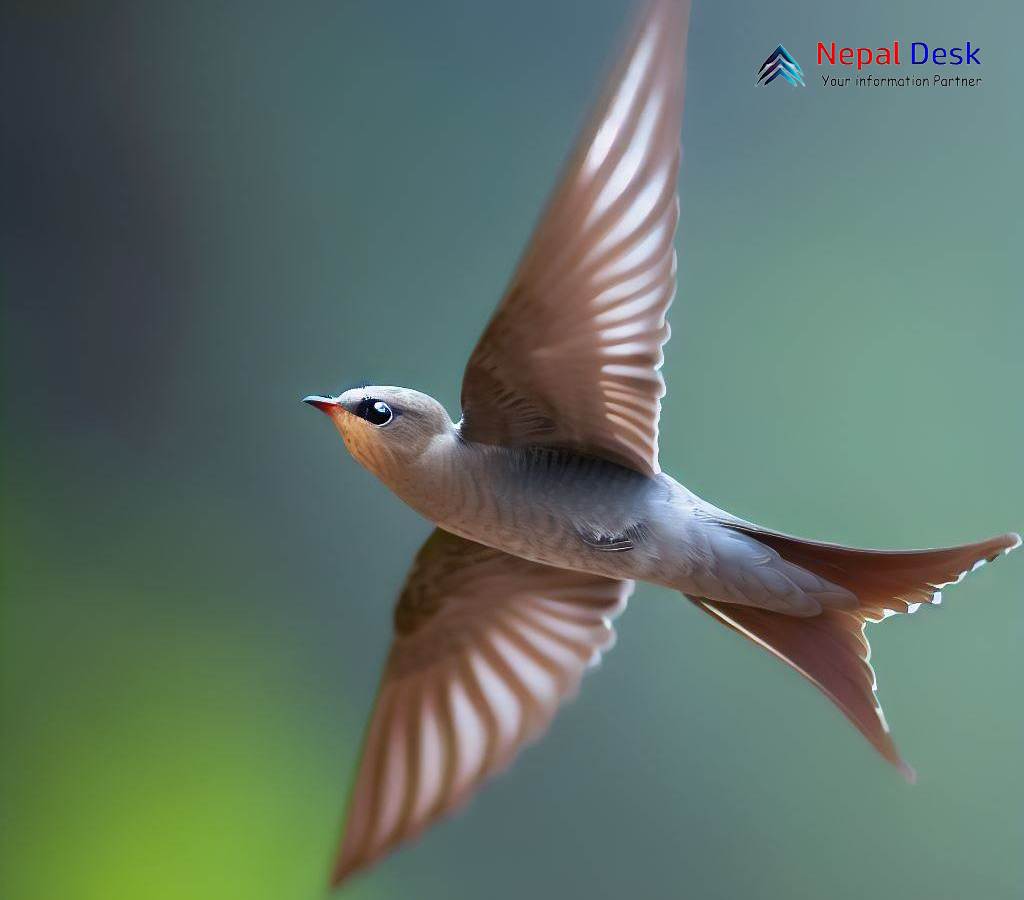 Himalayan Swiftlet: Graceful Aviator of the High Mountains | Nepal Desk
