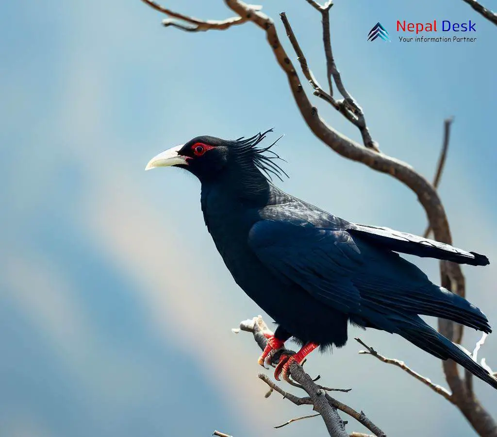 Himalayan Chough: Onyx-winged Acrobat of the Himalayas | Nepal Desk