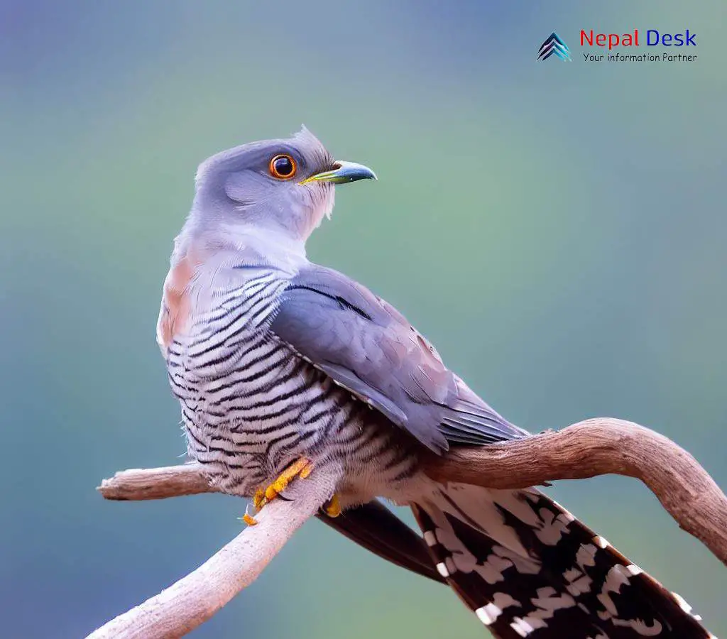 Himalayan Cuckoo: Echoes of the Himalayan Spring | Nepal Desk