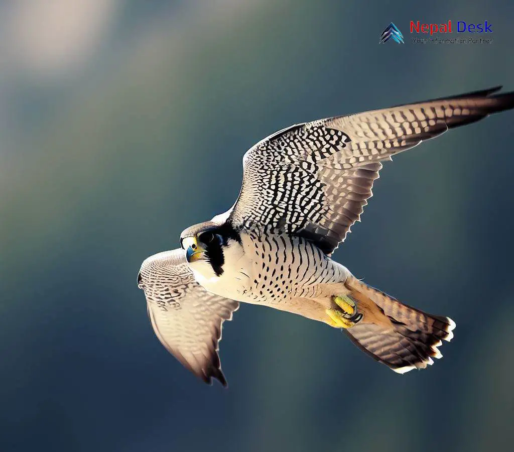Himalayan Falcon: Apex Predator of the High Himalayas | Nepal Desk