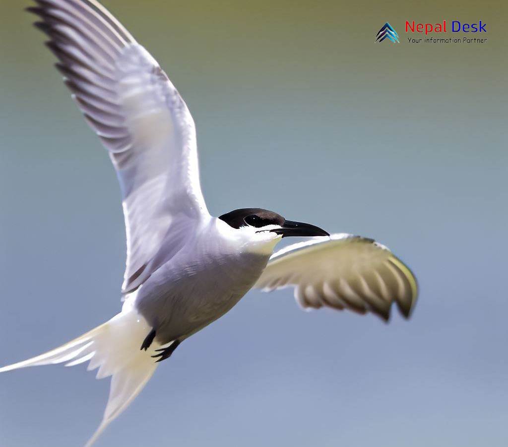 Black-bellied Tern | Nepal Desk