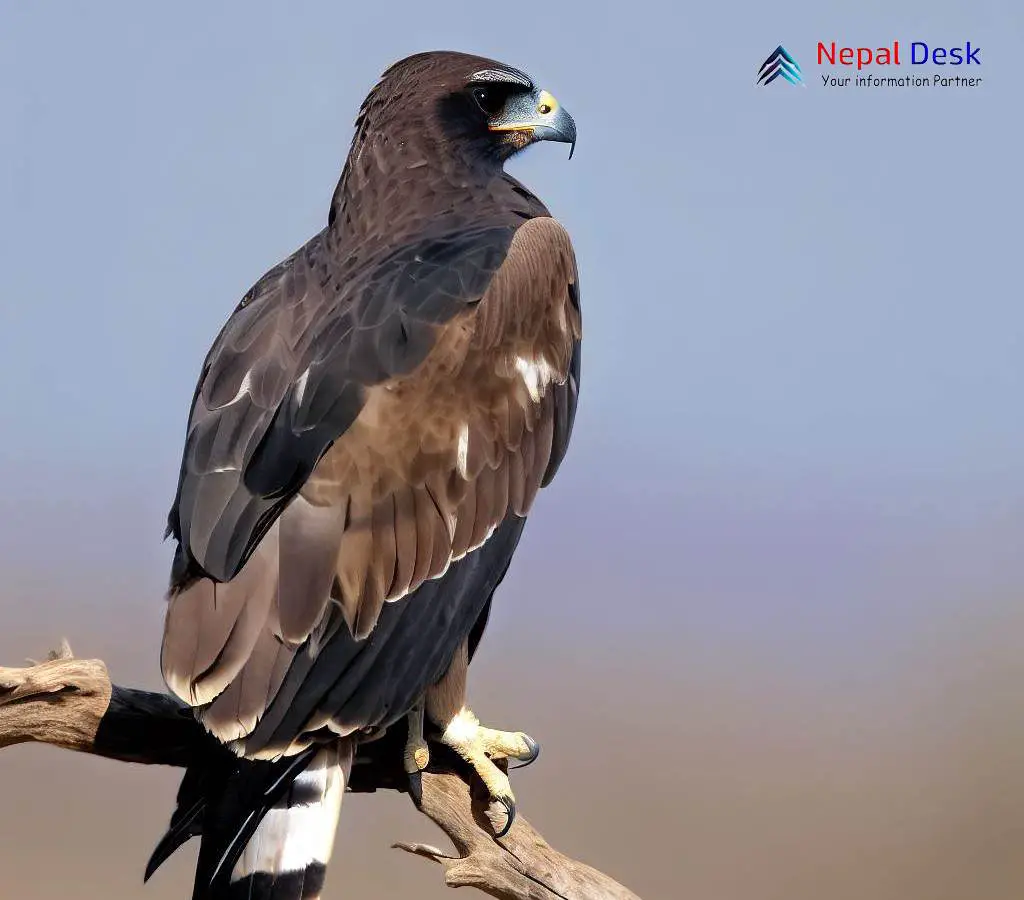 The Magnificent Bonelli's Eagle: A Rare Sighting in Nepal | Nepal Desk