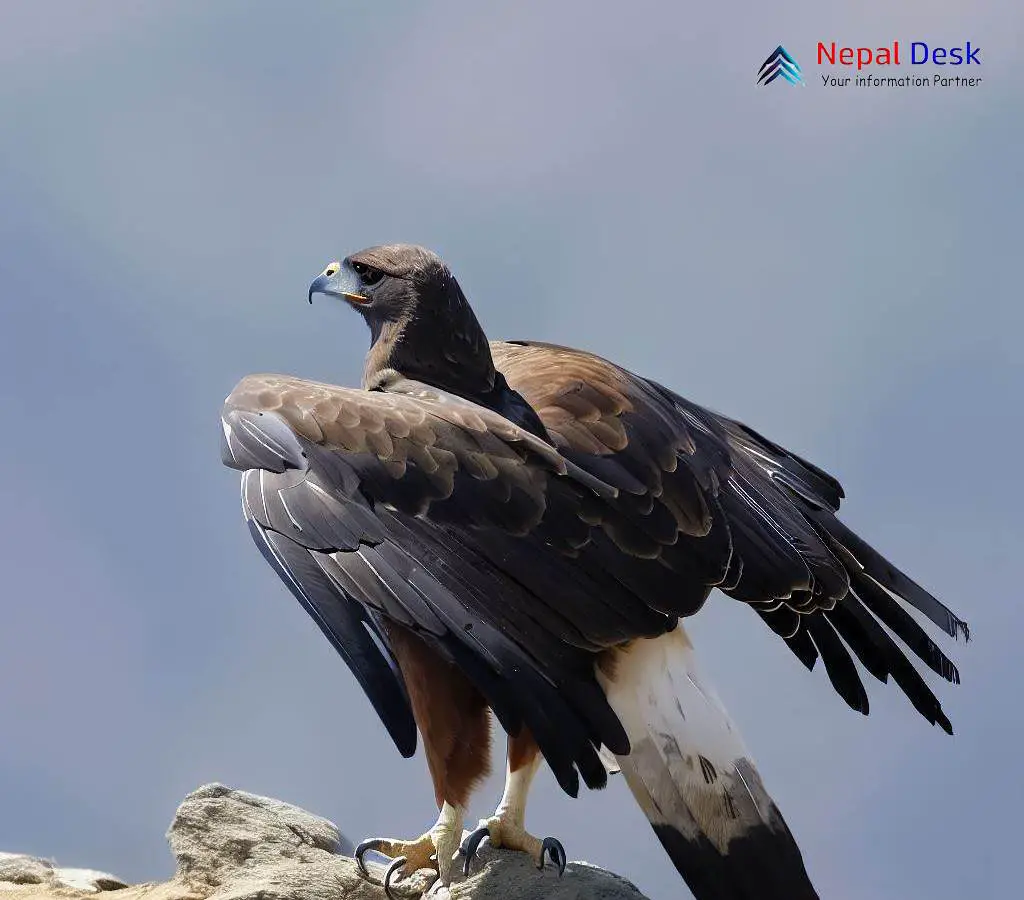 The Magnificent Bonelli's Eagle: A Rare Sighting in Nepal | Nepal Desk