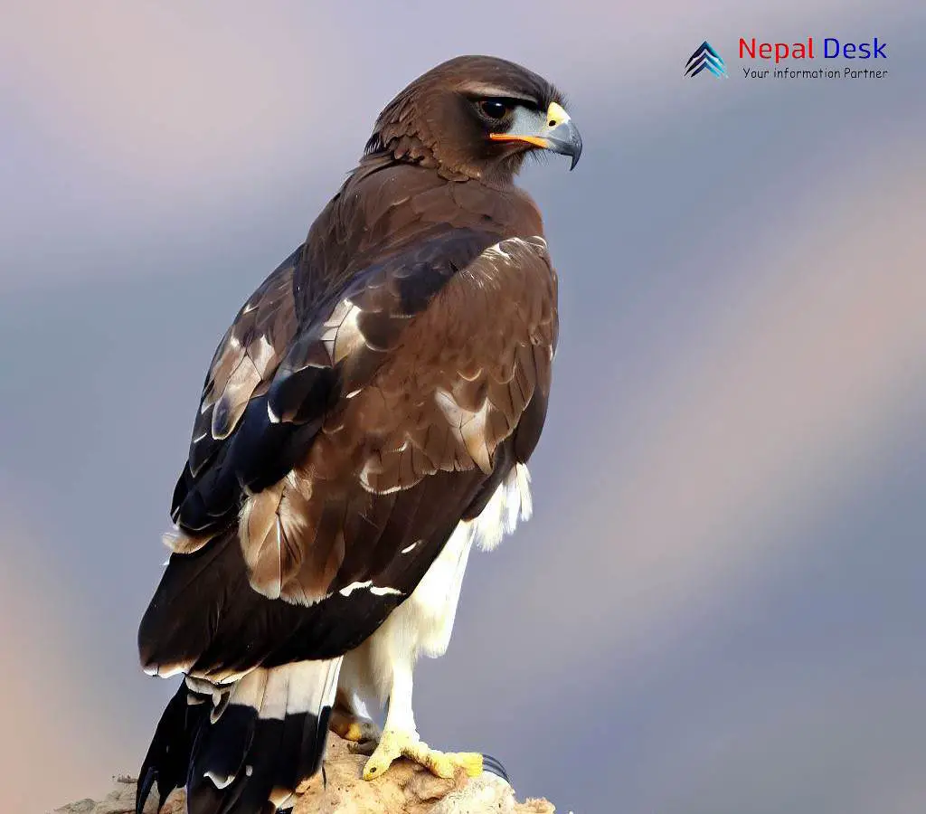 The Magnificent Bonelli's Eagle: A Rare Sighting in Nepal | Nepal Desk