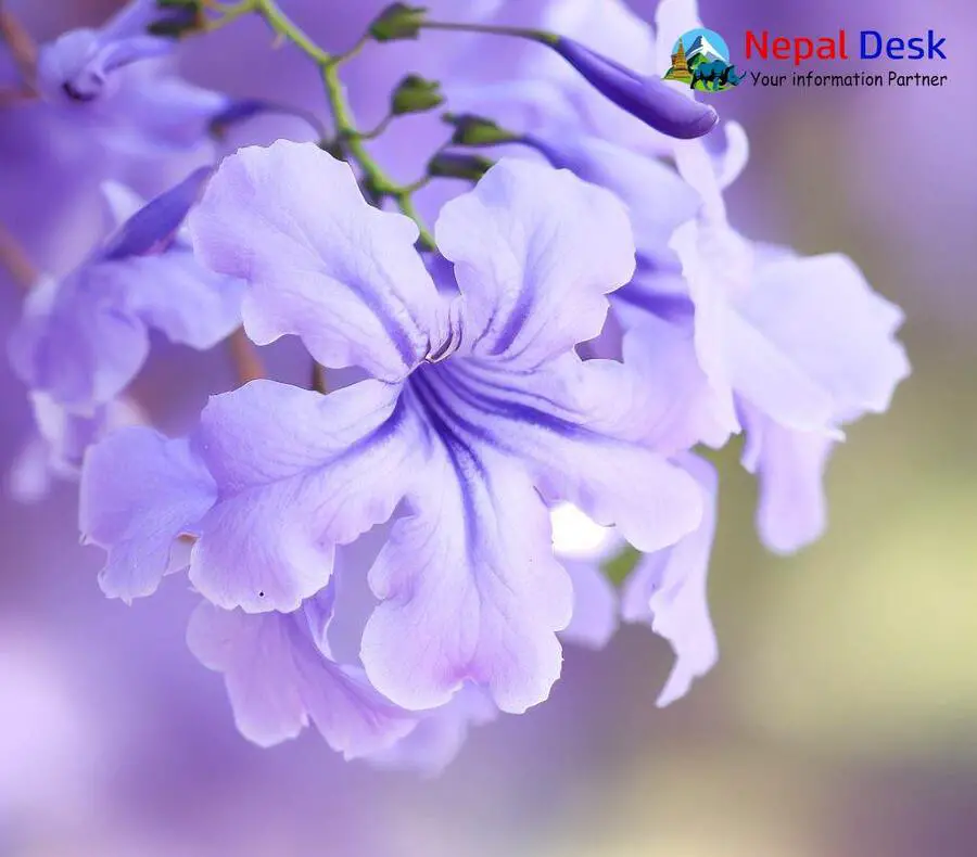 Jacaranda Tree: A Beautiful Addition to Nepal's Landscapes | Nepal Desk