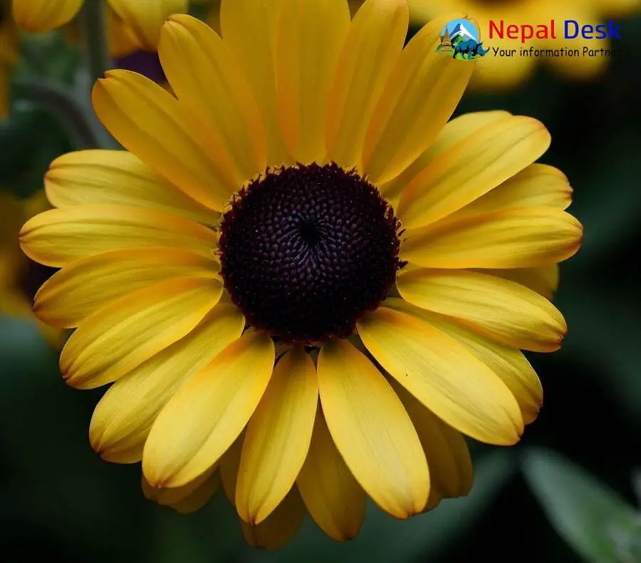 Himalayan Mini Sunflower | Nepal Desk
