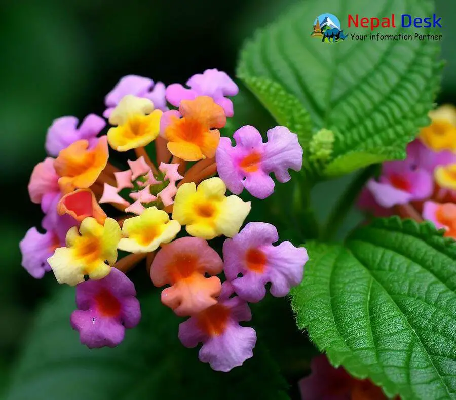 Lantana | Nepal Desk