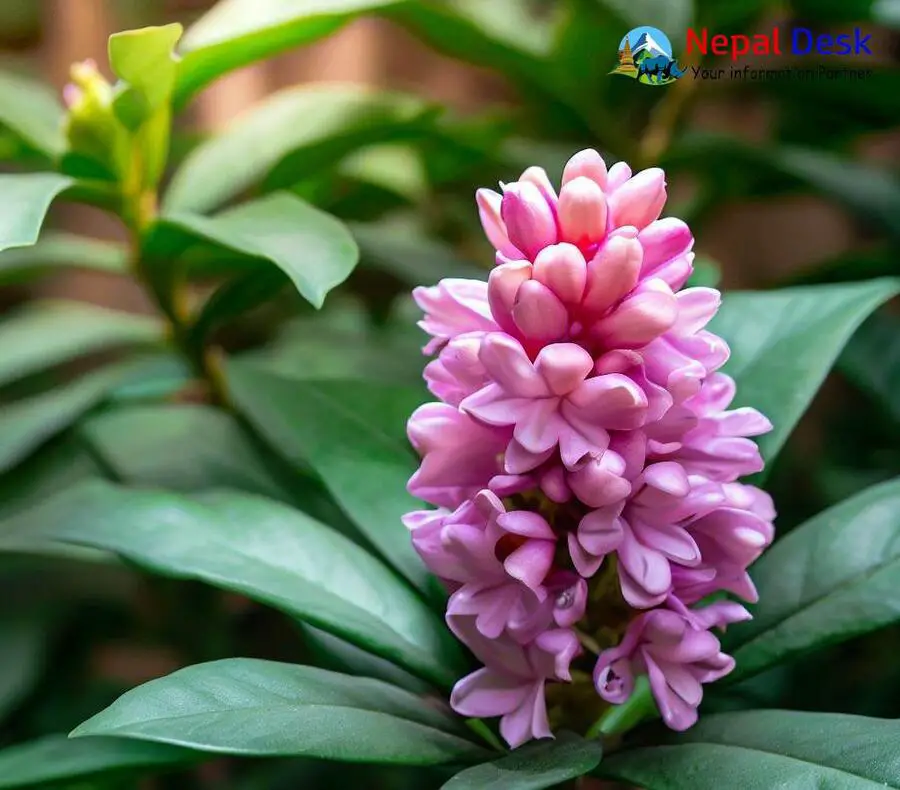 Nepalese Paper Plant | Nepal Desk