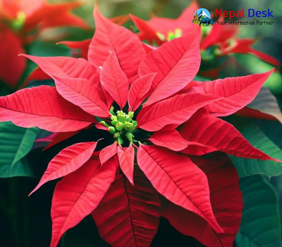 Poinsettia | Nepal Desk