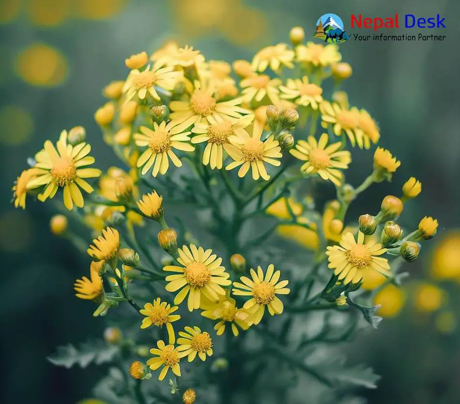 Radish Leaved Senecio: A Hidden Gem of Nepal's Flora | Nepal Desk