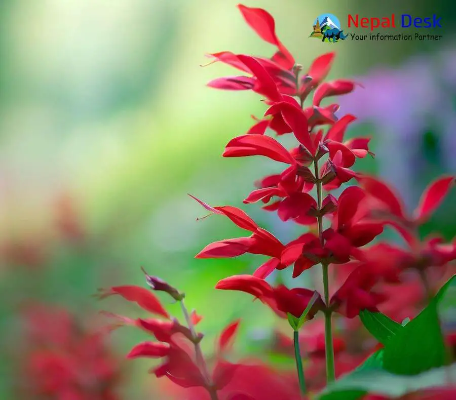 Scarlet Sage | Nepal Desk
