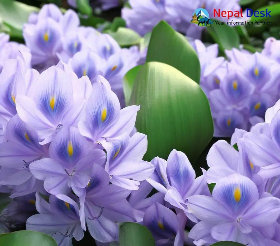Water Hyacinth: Balance of Beauty, Pros, and Cons | Nepal Desk