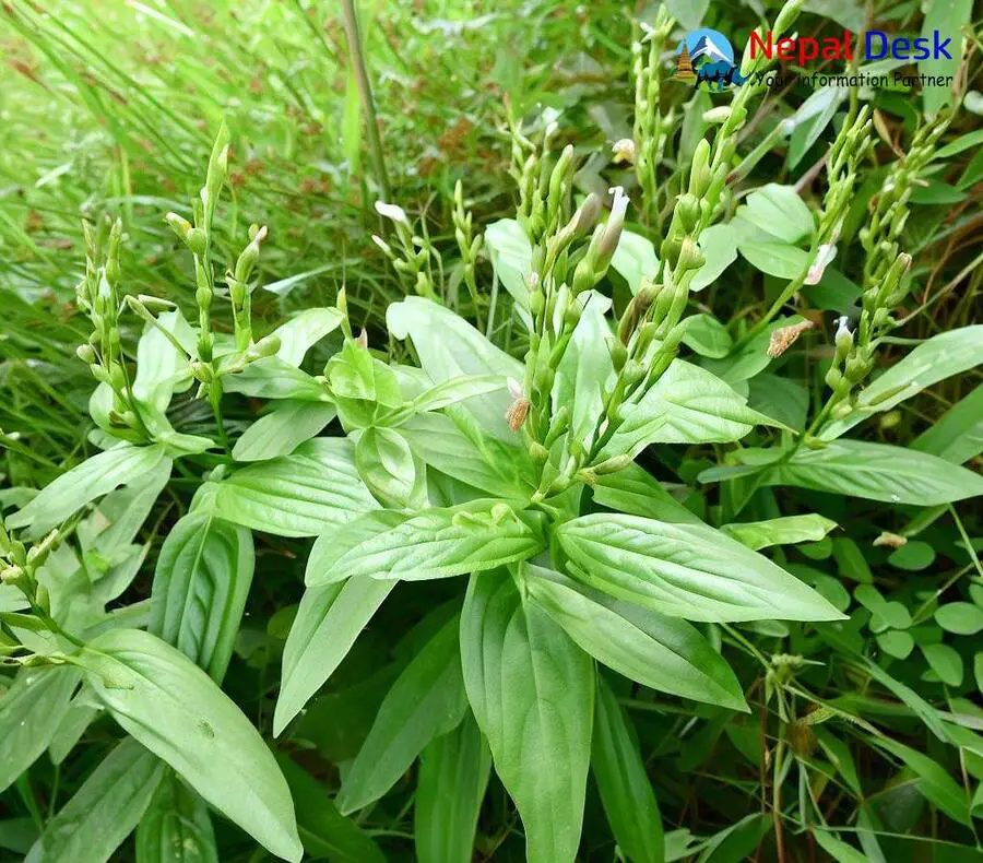 Kalmegh: The "King of Bitters" – From Global Herbal Remedy | Nepal Desk