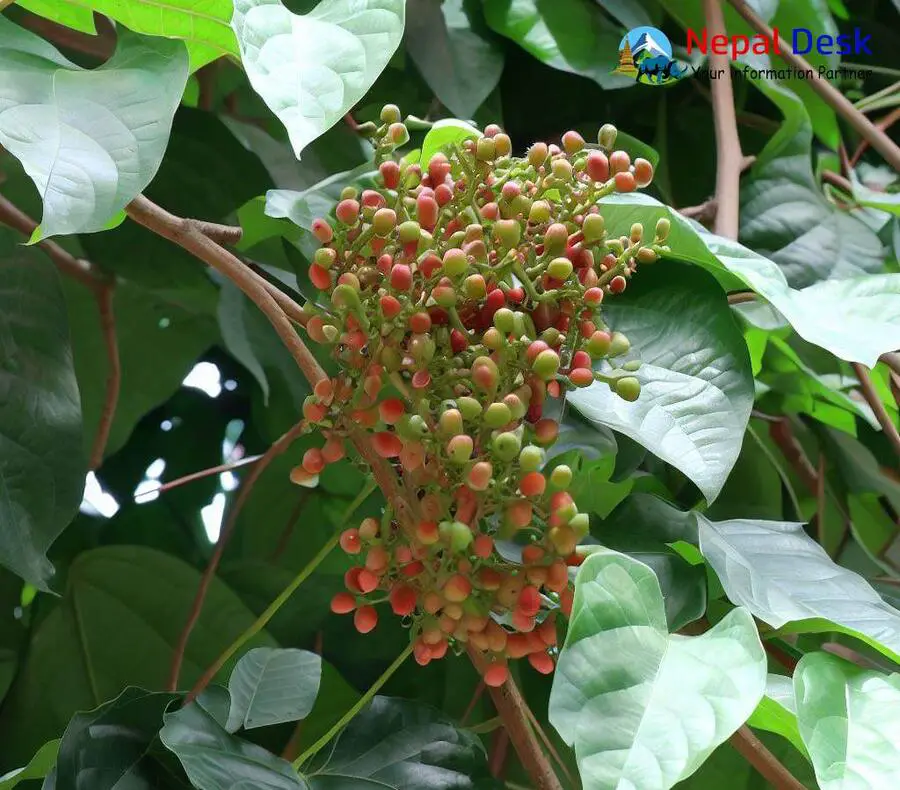 Heart Leaved Moonseed (Gurjo) - Medicinal Uses & Benefits | Nepal Desk