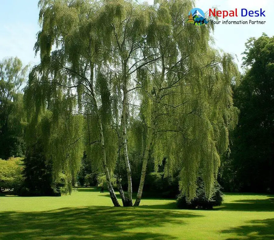 Himalayan Birch (Bhojpatra): Exploring the Health Benefits | Nepal Desk