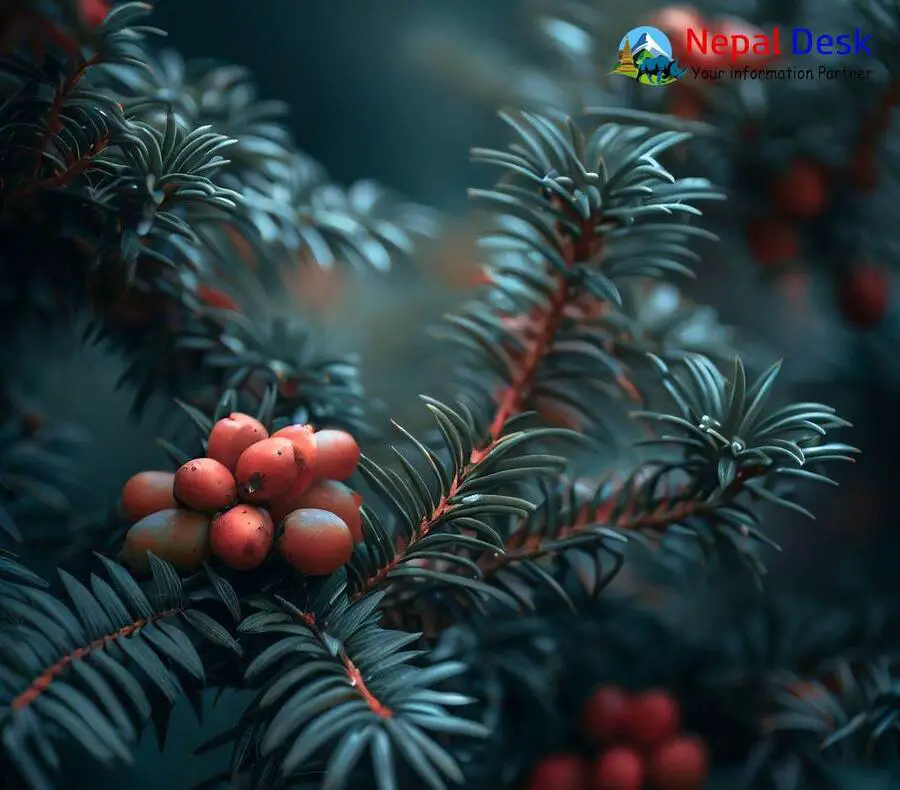 Himalayan Yew : The Anti-Cancer Herb | Nepal Desk
