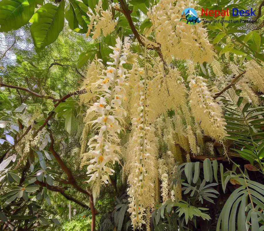 Macassar Tree : Exploring its Benefits and Uses | Nepal Desk