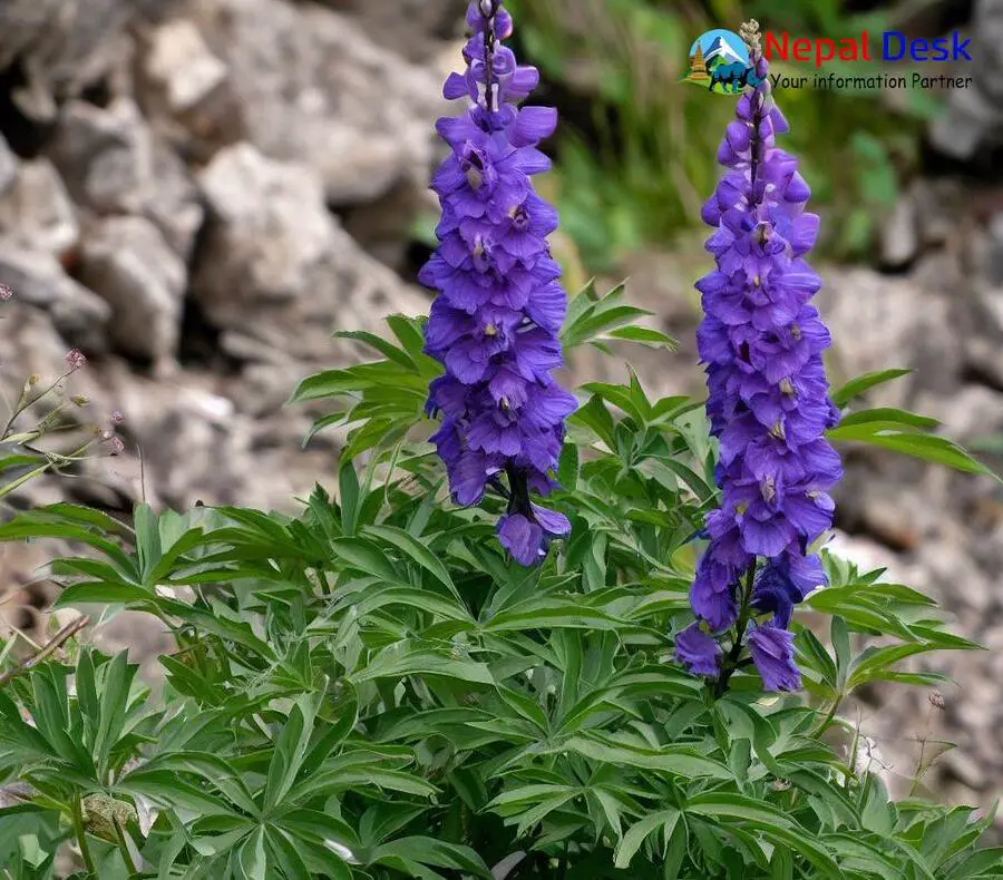 Nepalese Aconite : From Toxicity To Healing | Nepal Desk