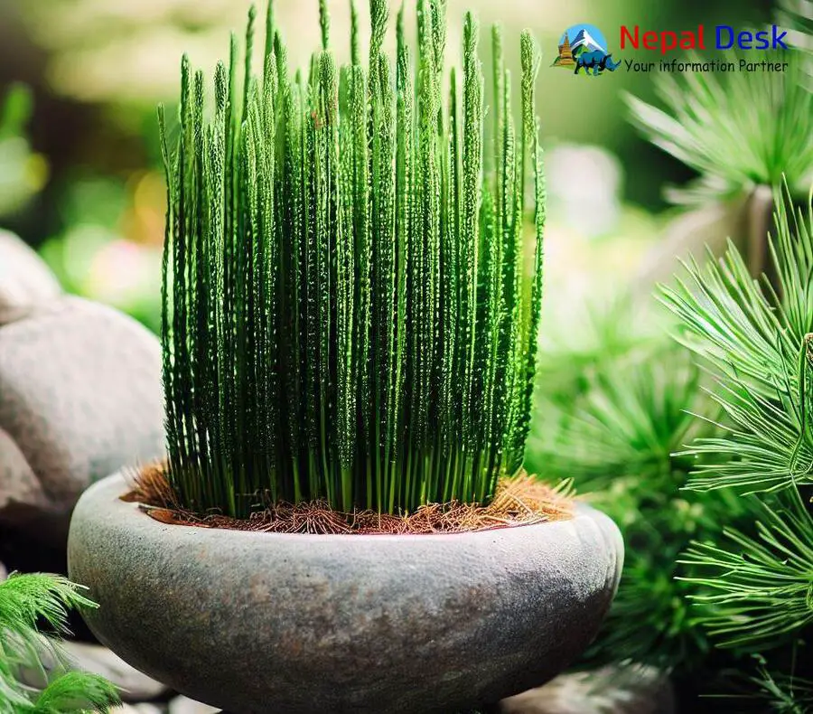 Spreading Horsetail : Unveiling its Medicinal Secrets | Nepal Desk