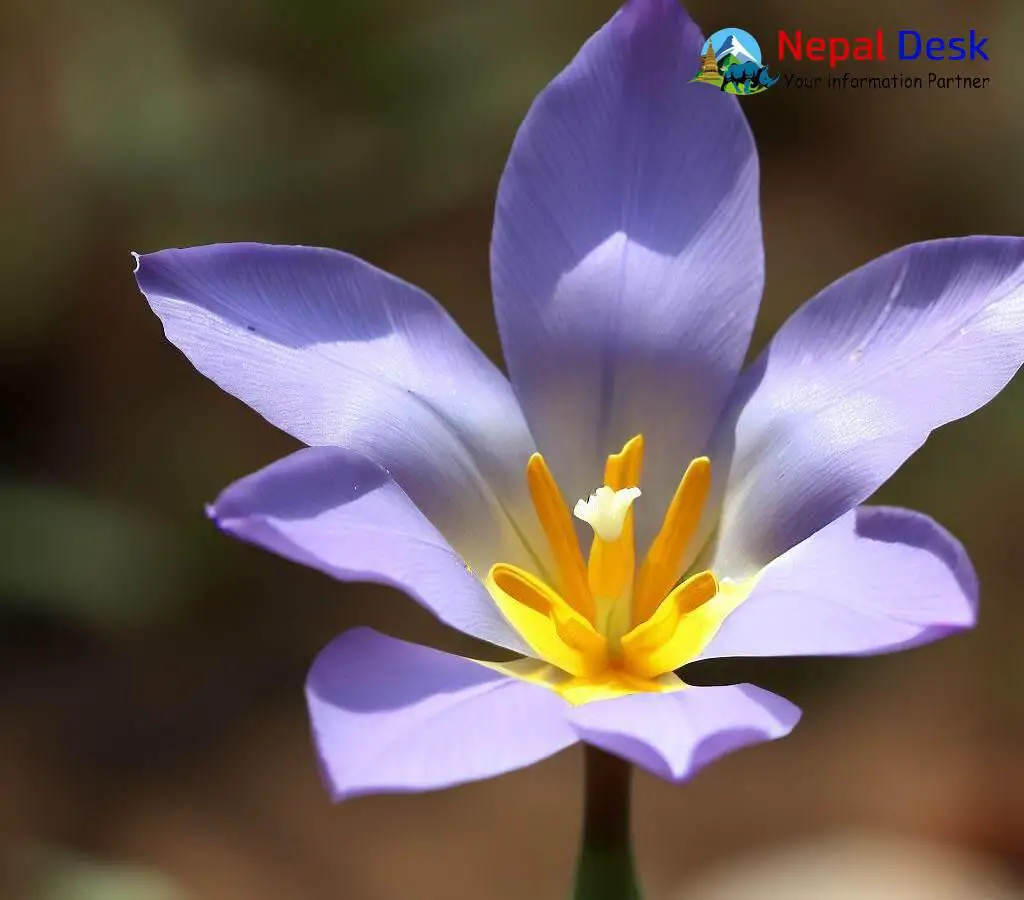 Himalayan Wild Tulip | NepalDesk