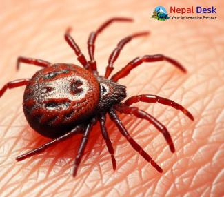 Himalayan field mouse | NepalDesk