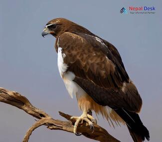 Tawny Eagle: The Golden Ruler of the Savannahs | Nepal Desk